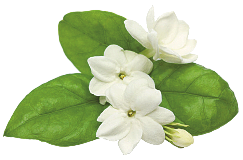 kwento_sampaguita-pikake — Fil-Am Voice